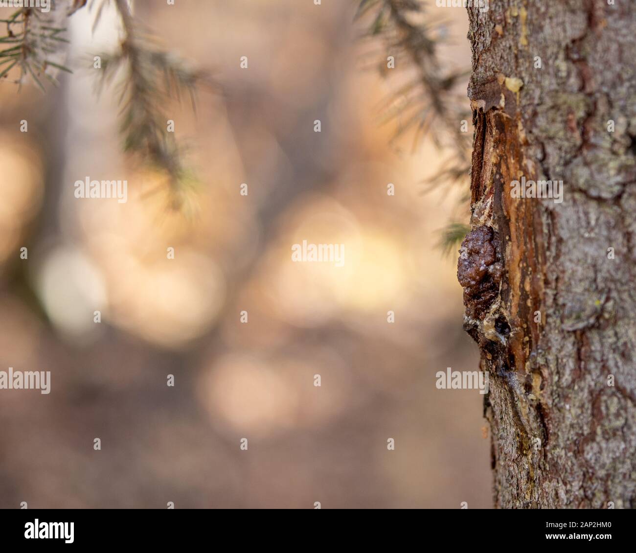 Spruce Tree Infected With Spruce Bark Beetle Showing Characteristic Sign Of Beetle Infestation