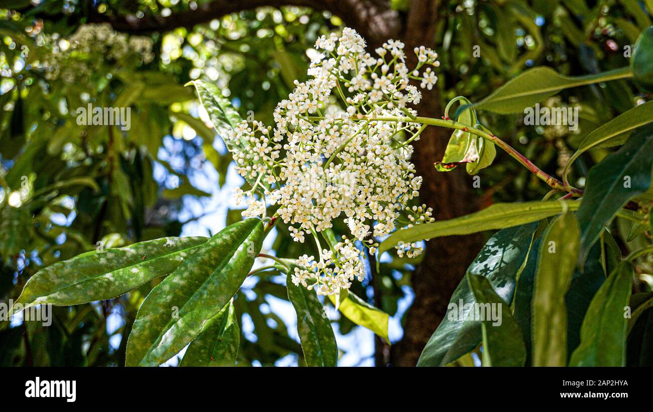 Chinese photinia hi-res stock photography and images - Alamy