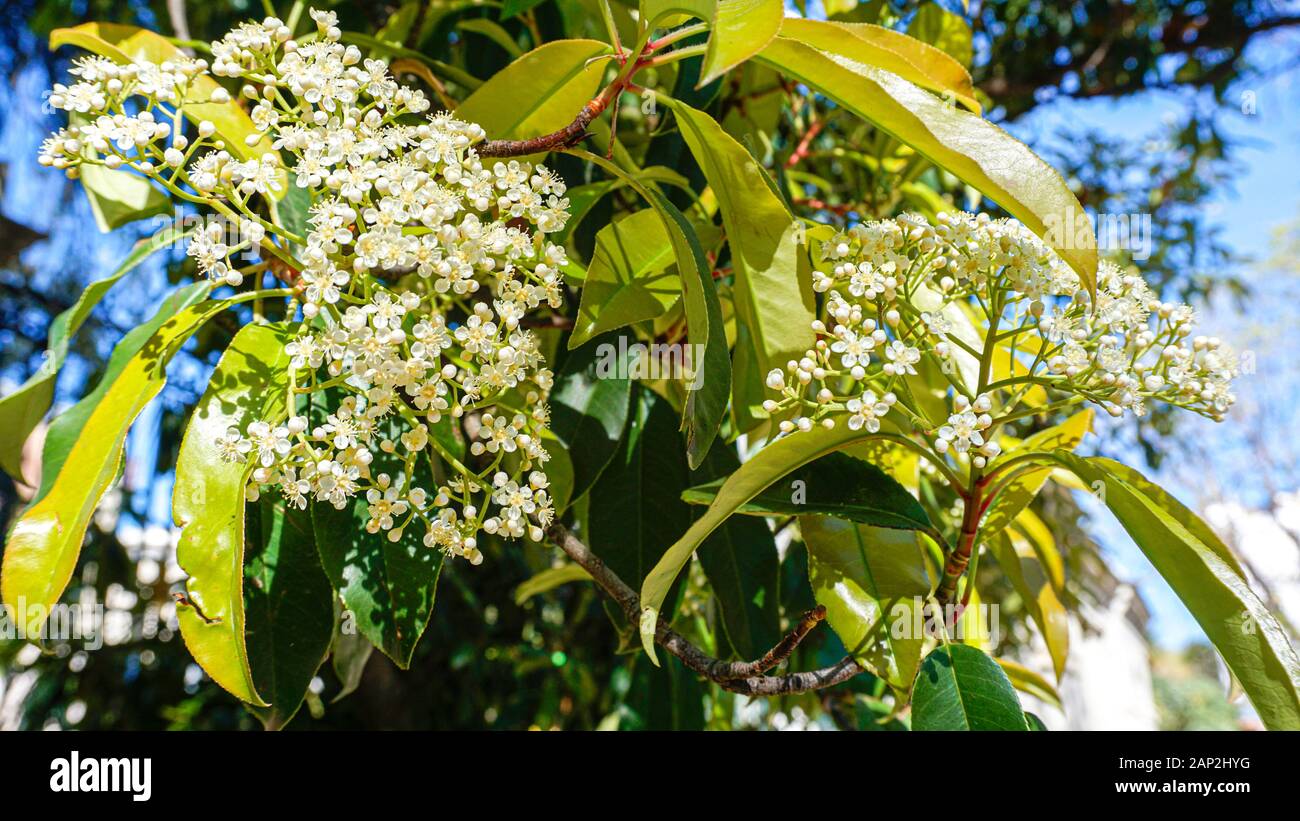 Photinia Serratifolia tree branches with flowers closeup Stock Photo ...