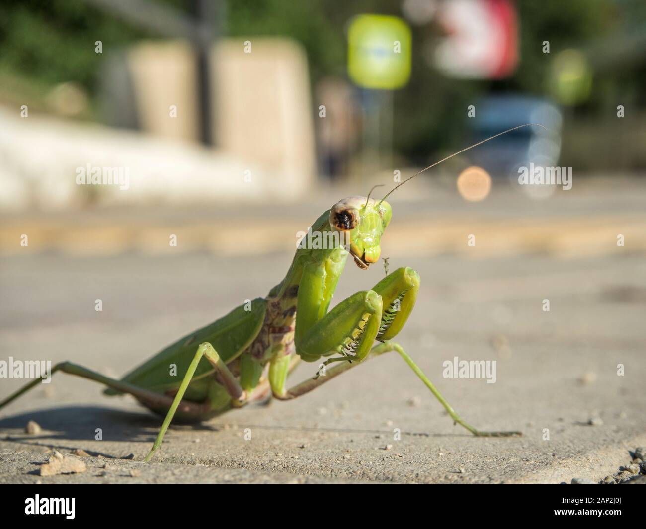 A green mantis without an eye on the asphalt Stock Photo - Alamy
