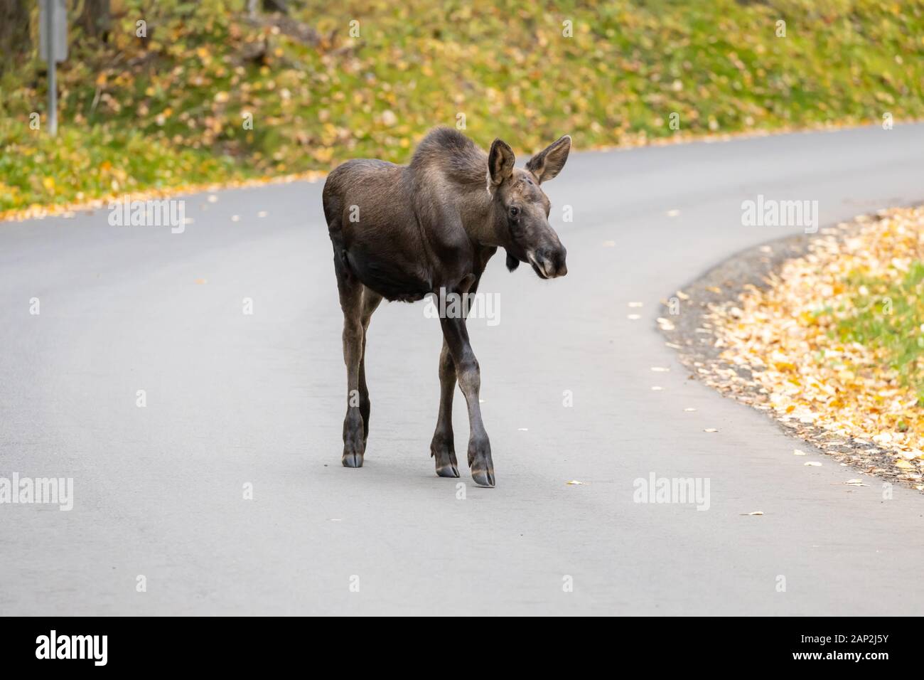 Anchorage moose crossing hi-res stock photography and images - Alamy