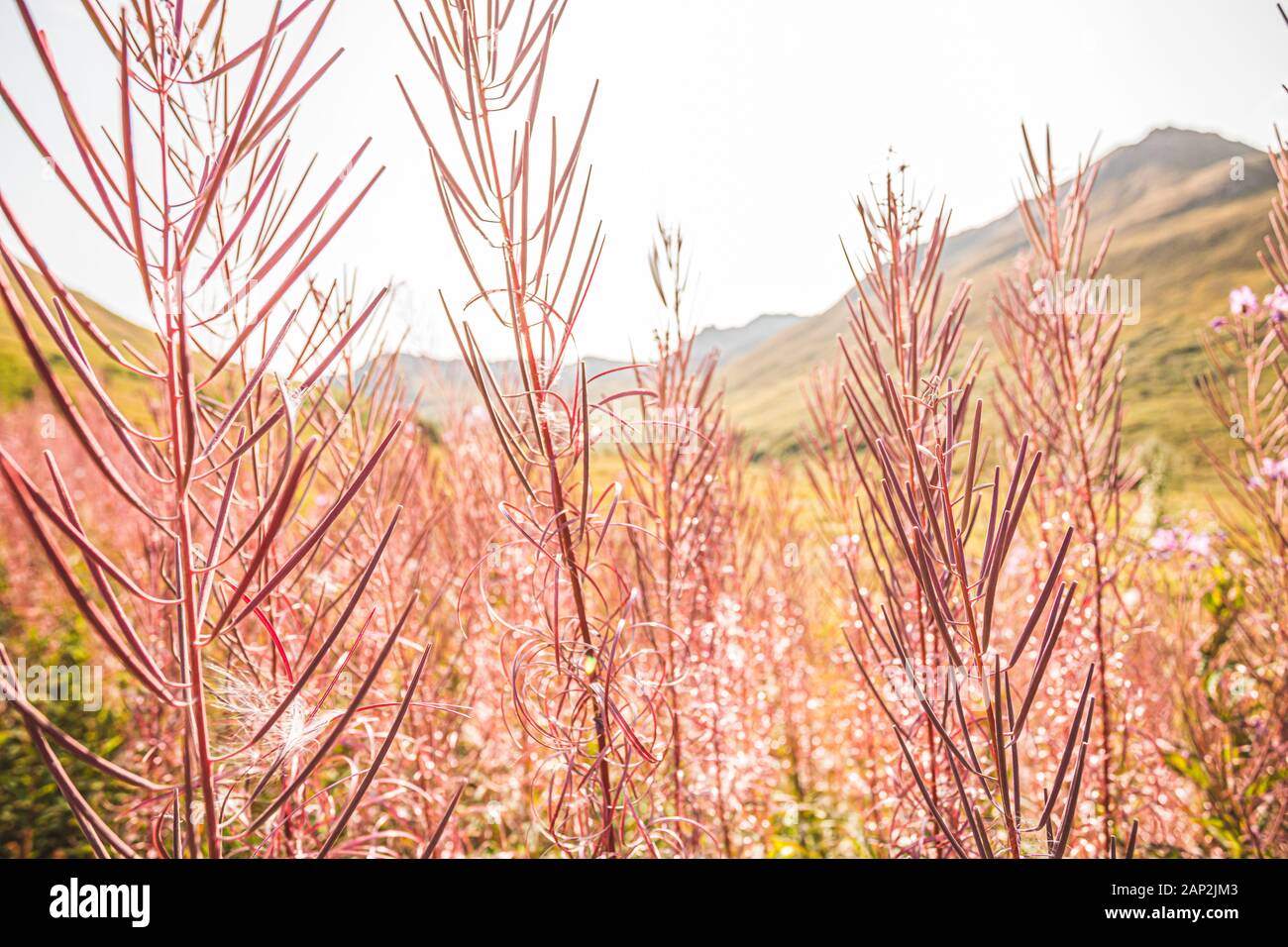 Alaska above field of fireweed hi-res stock photography and images - Alamy