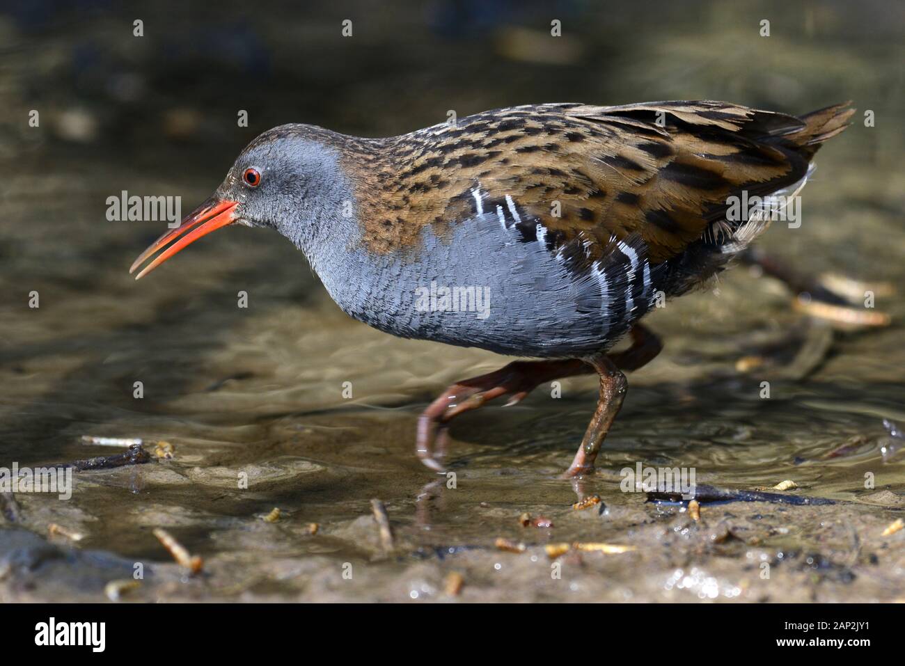 water rail rallus aquaticus Stock Photo - Alamy