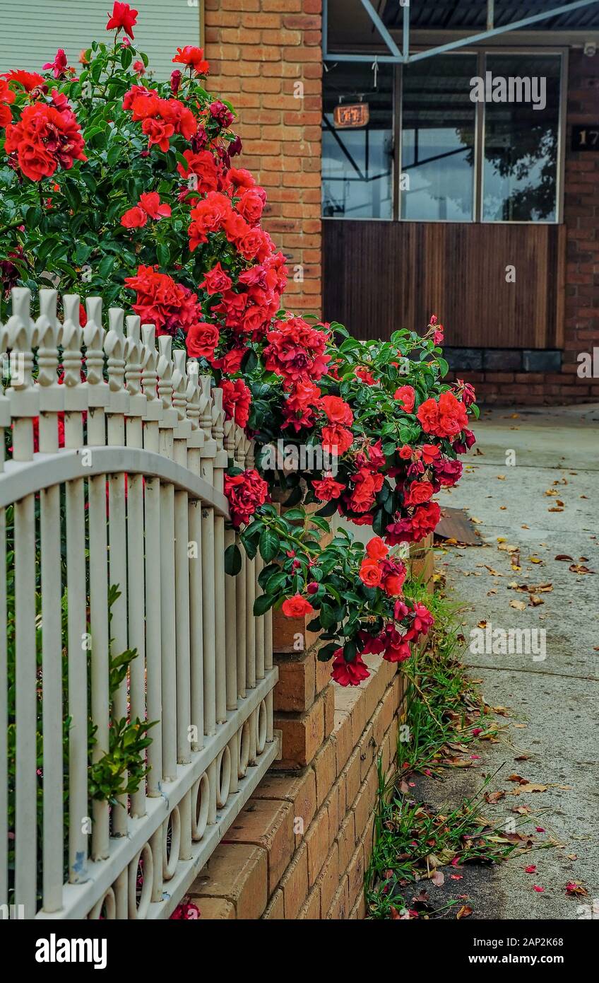 Red roses growing near hi-res stock photography and images - Alamy