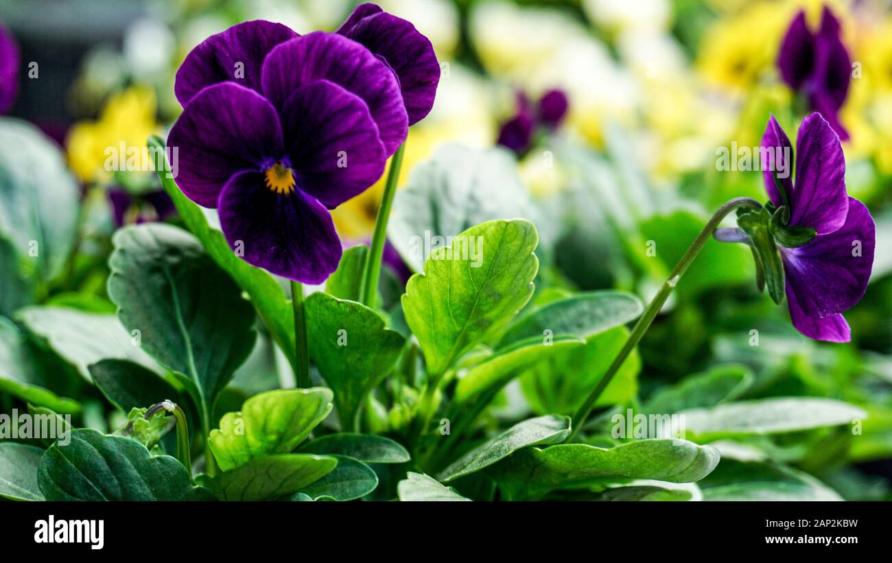 Blue pansy in nature hi-res stock photography and images - Alamy