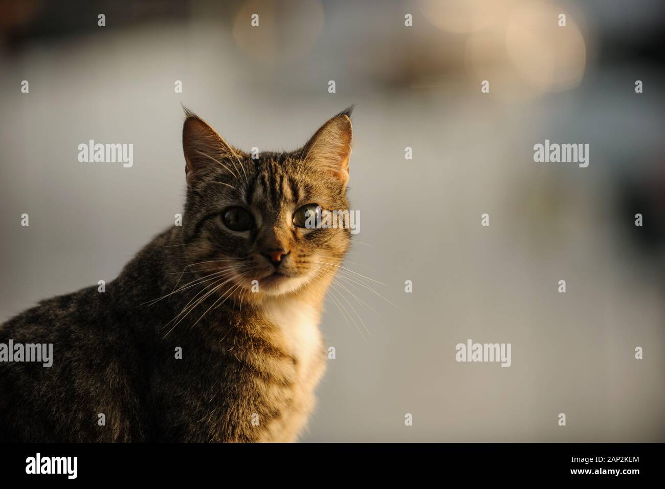 Tabby Cat outdoor portrait Stock Photo - Alamy
