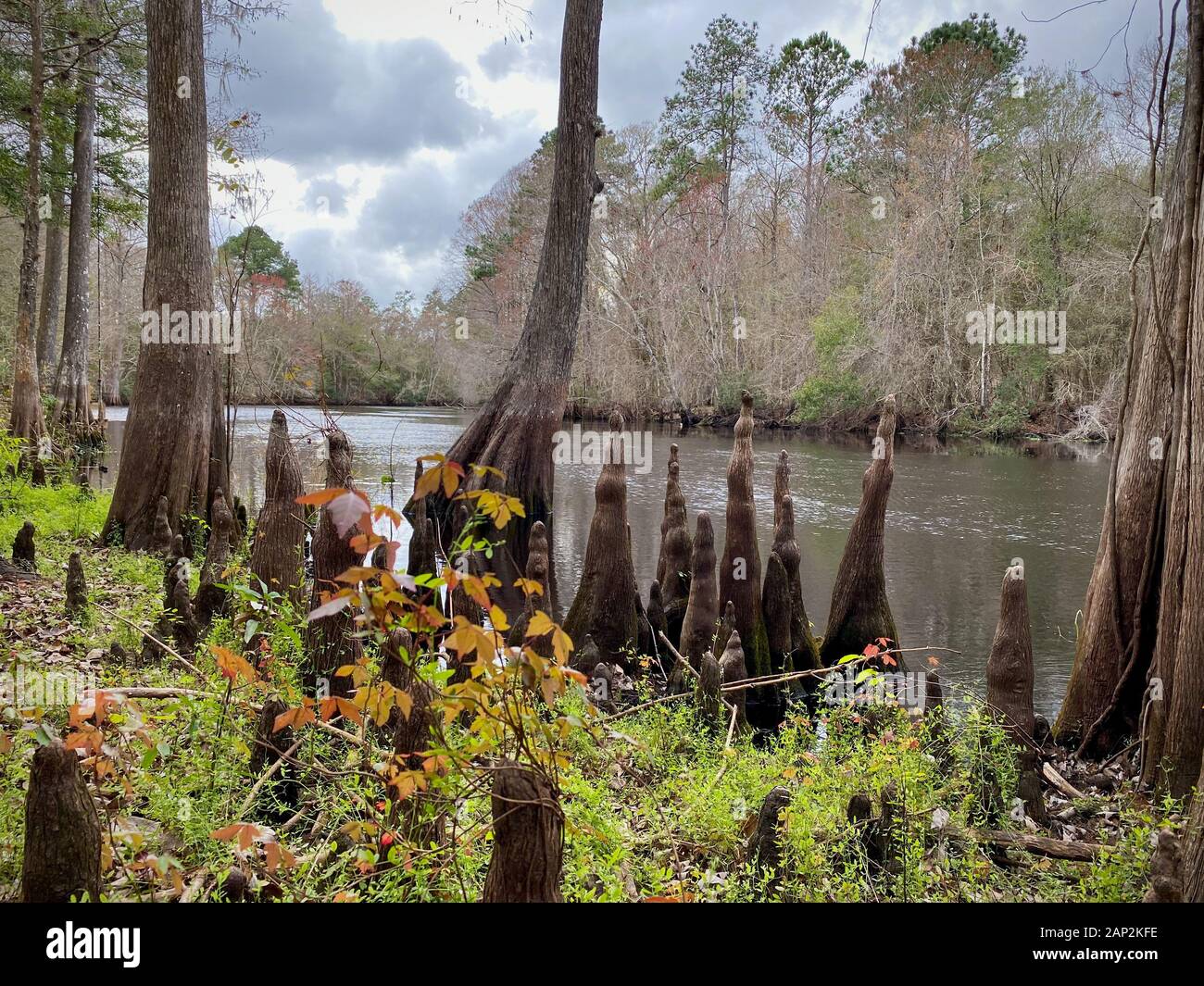 Withlacoochee River. Marion County, Florida Stock Photo - Alamy