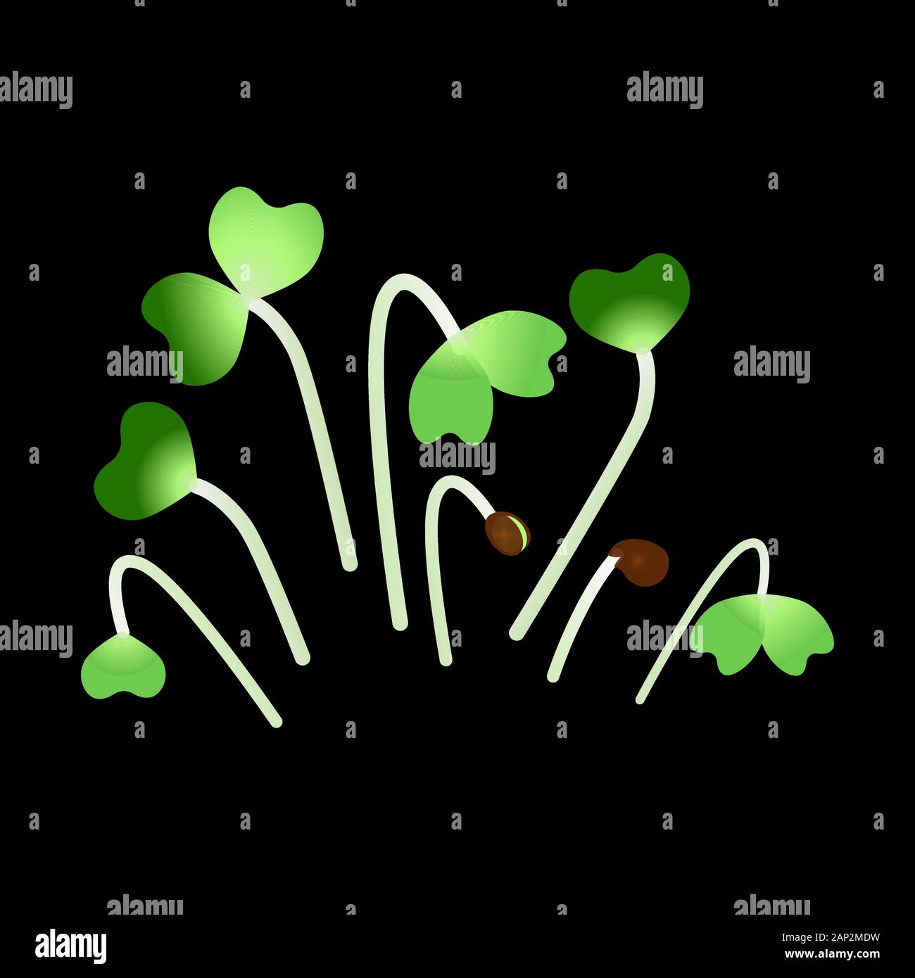 Microgreens Daikon Radish. Bunch of plants. Black background Stock ...
