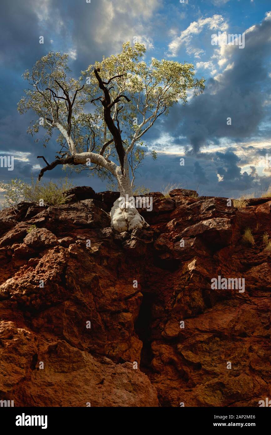 Lone white gum tree grows from crack in the baron cliff face at a ...