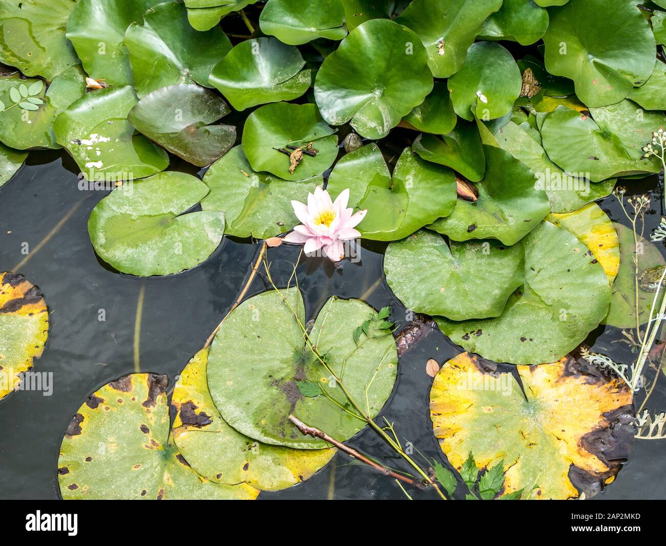 Volga river lotus flower hi-res stock photography and images - Alamy