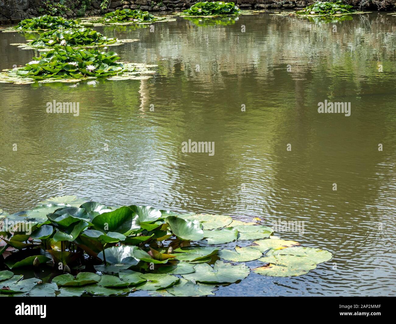 Volga river lotus flower hi-res stock photography and images - Alamy