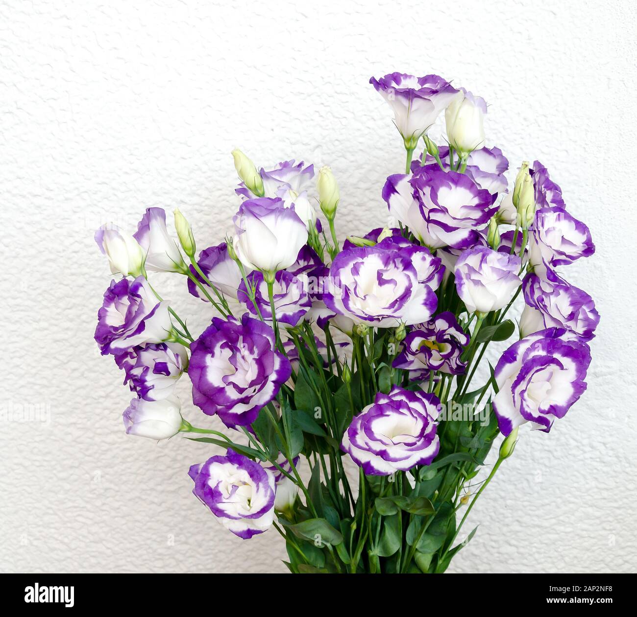 Eustoma Bouquet High Resolution Stock Photography and Images - Alamy