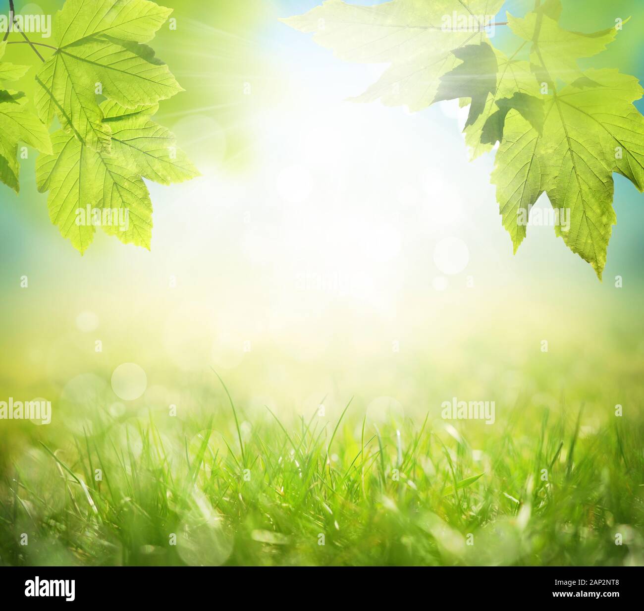 Background of green leaves and grass, summer or spring season ...