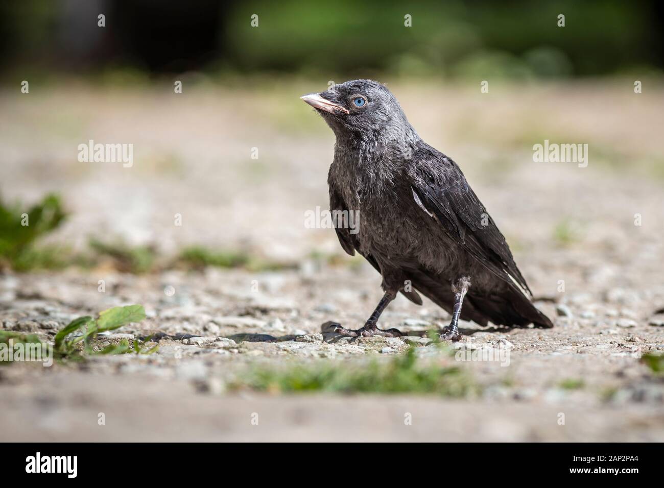 Western jackdaw (Corvus monedula Stock Photo - Alamy