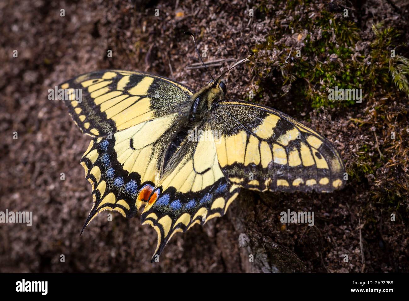 Old world swallowtail (Papilio machaon Stock Photo - Alamy