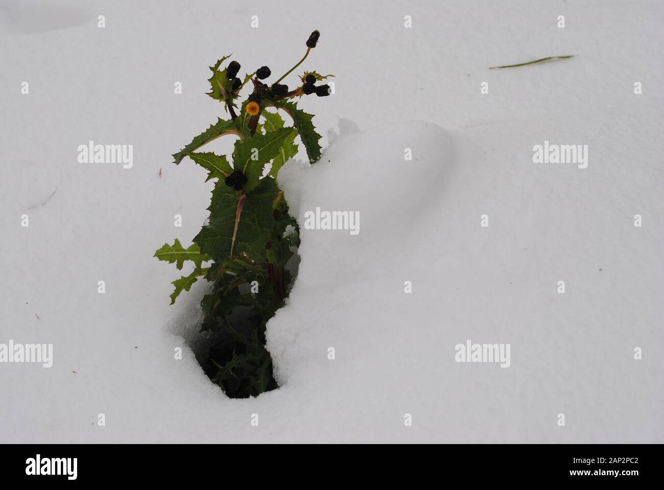 Dandelions that survided the snow Stock Photo - Alamy