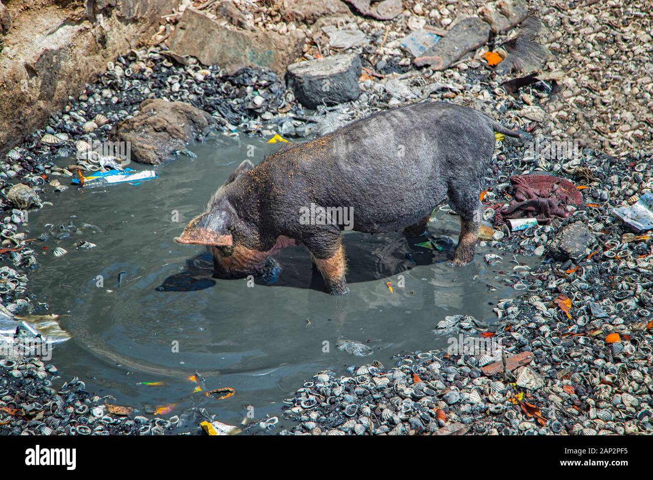 Pig swimming hi-res stock photography and images - Alamy