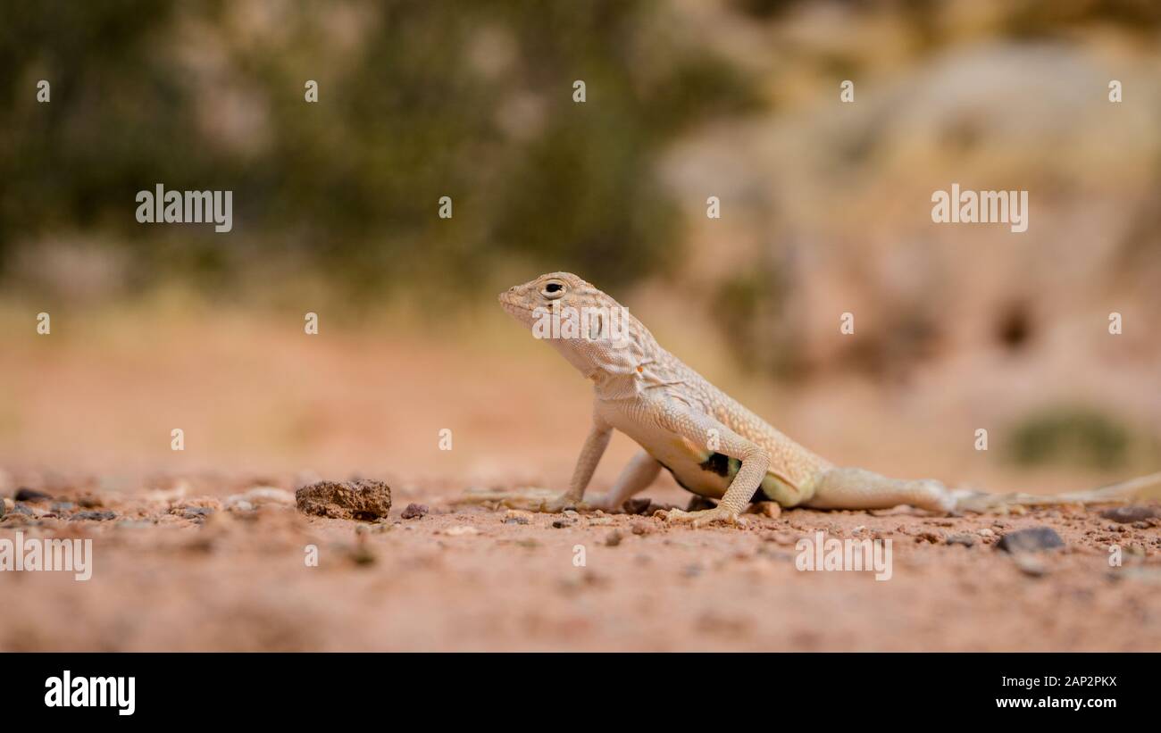 Mojave fringe-toed (Uma inornata) lizard in the Mojave desert, USA ...
