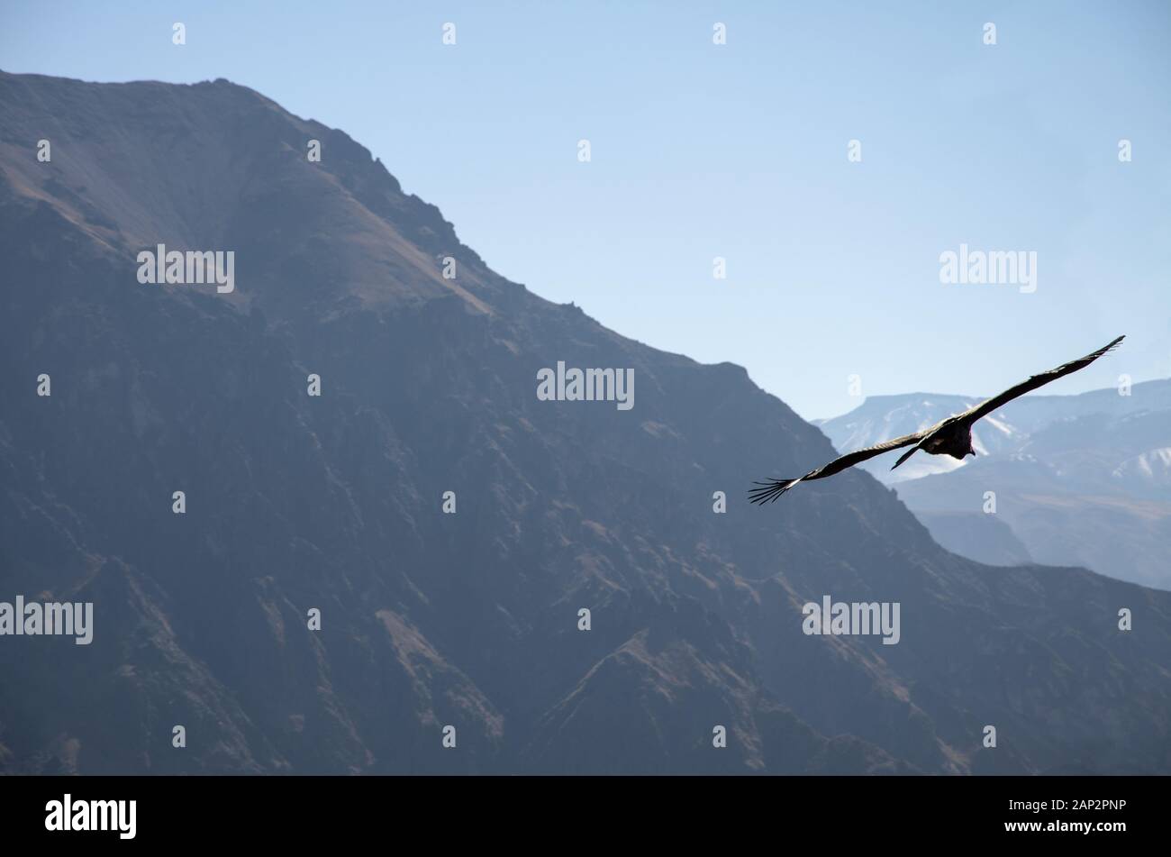 A condor flying high over colca canyon Stock Photo - Alamy