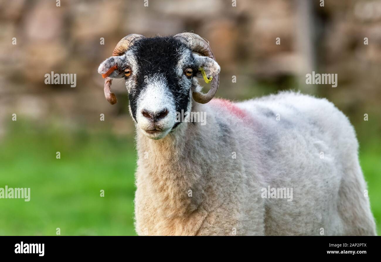 Swaledale Ewe Or Female Sheep With Shorn Fleece In August Close Up Facing Forward Blurred