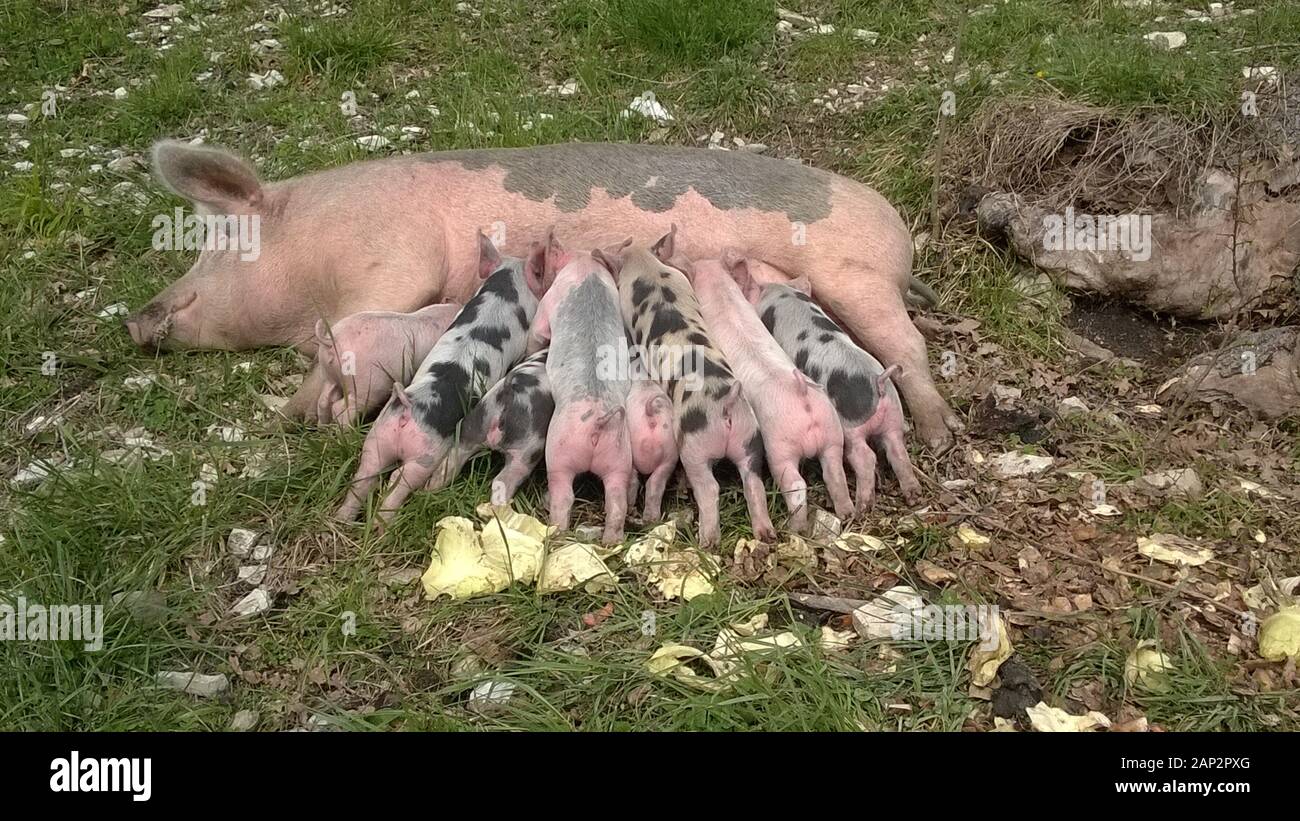 Pig feed piglets Stock Photo - Alamy