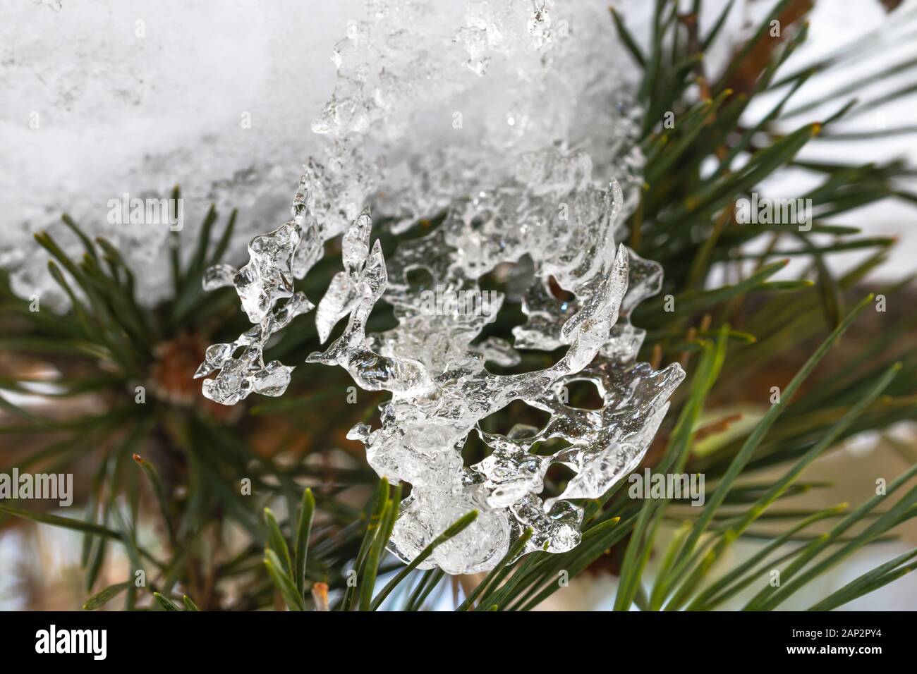 Ice forms at a bunch of a tree Stock Photo - Alamy
