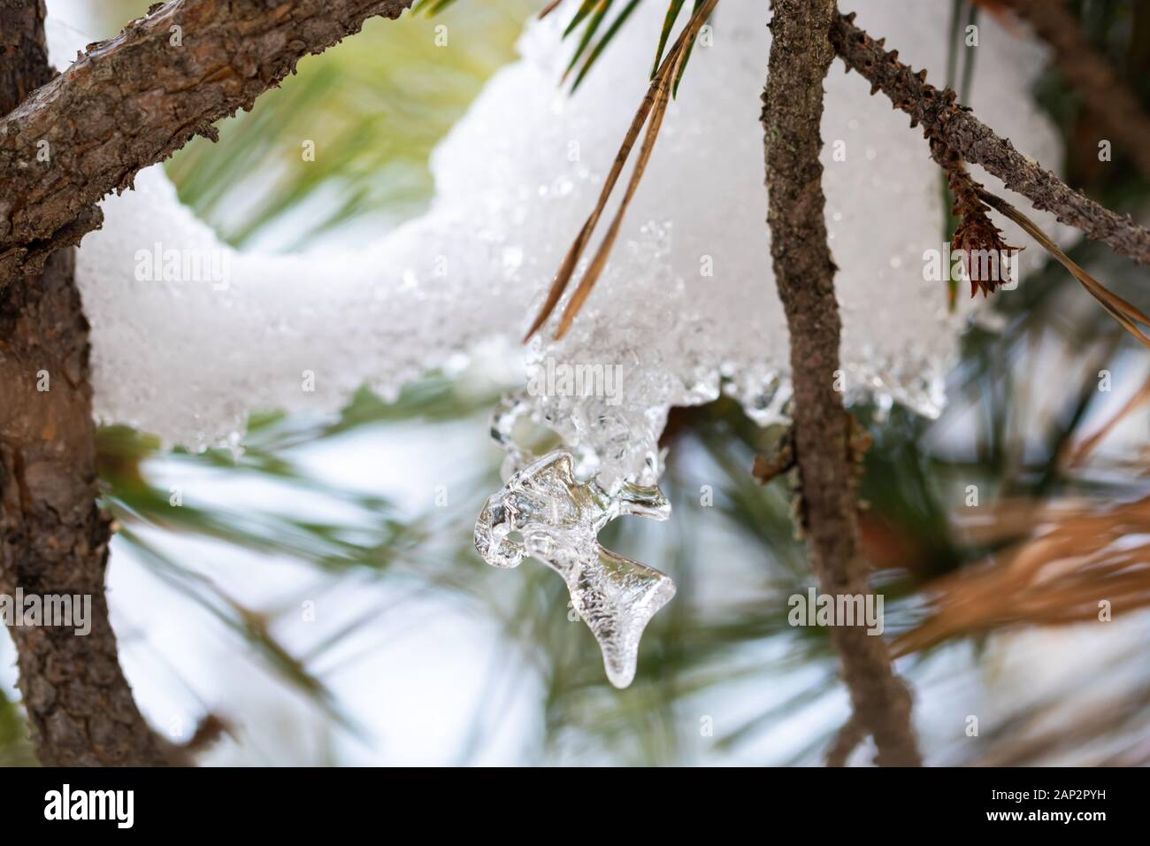 Ice forms at a bunch of a tree Stock Photo - Alamy