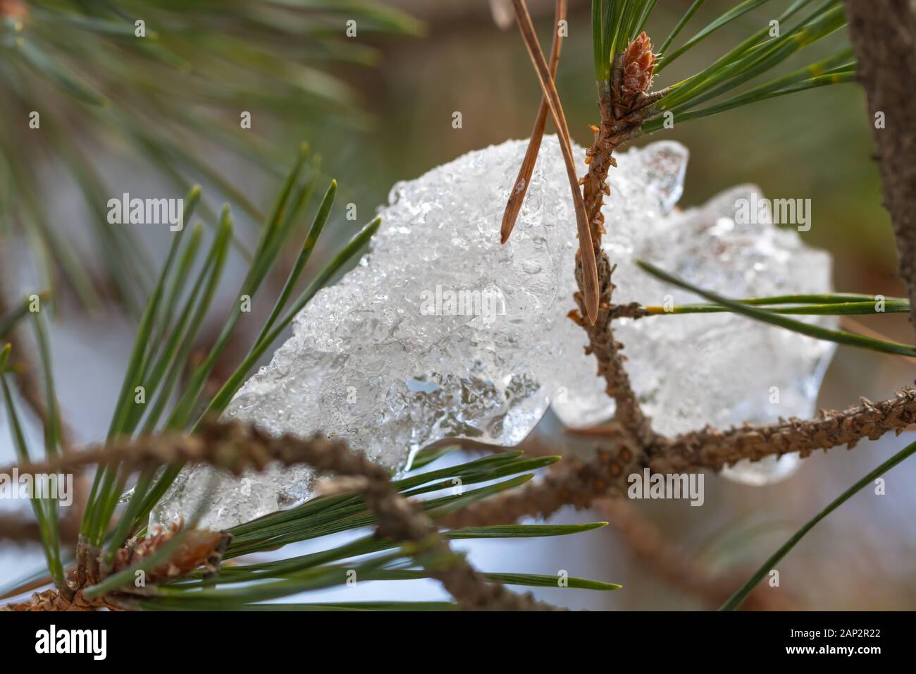 Ice forms at a bunch of a tree Stock Photo - Alamy