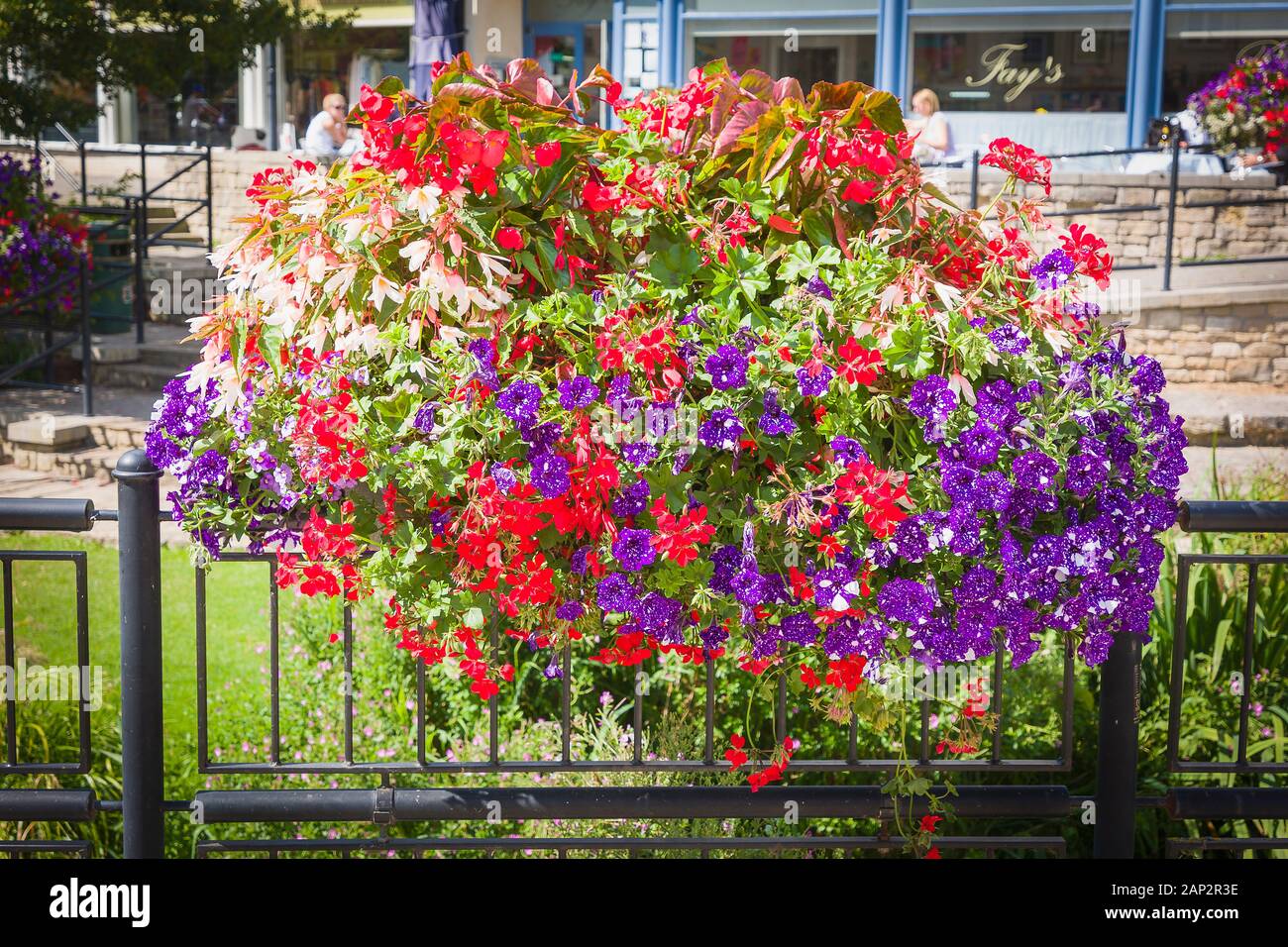 Petunia begonia town hi-res stock photography and images - Alamy