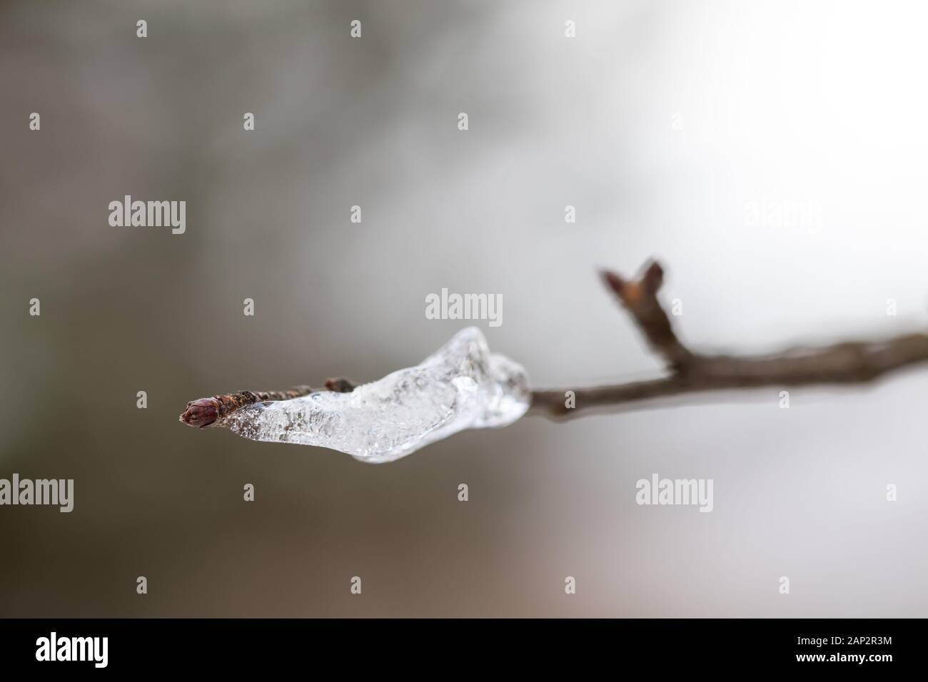 Ice forms at a bunch of a tree Stock Photo - Alamy