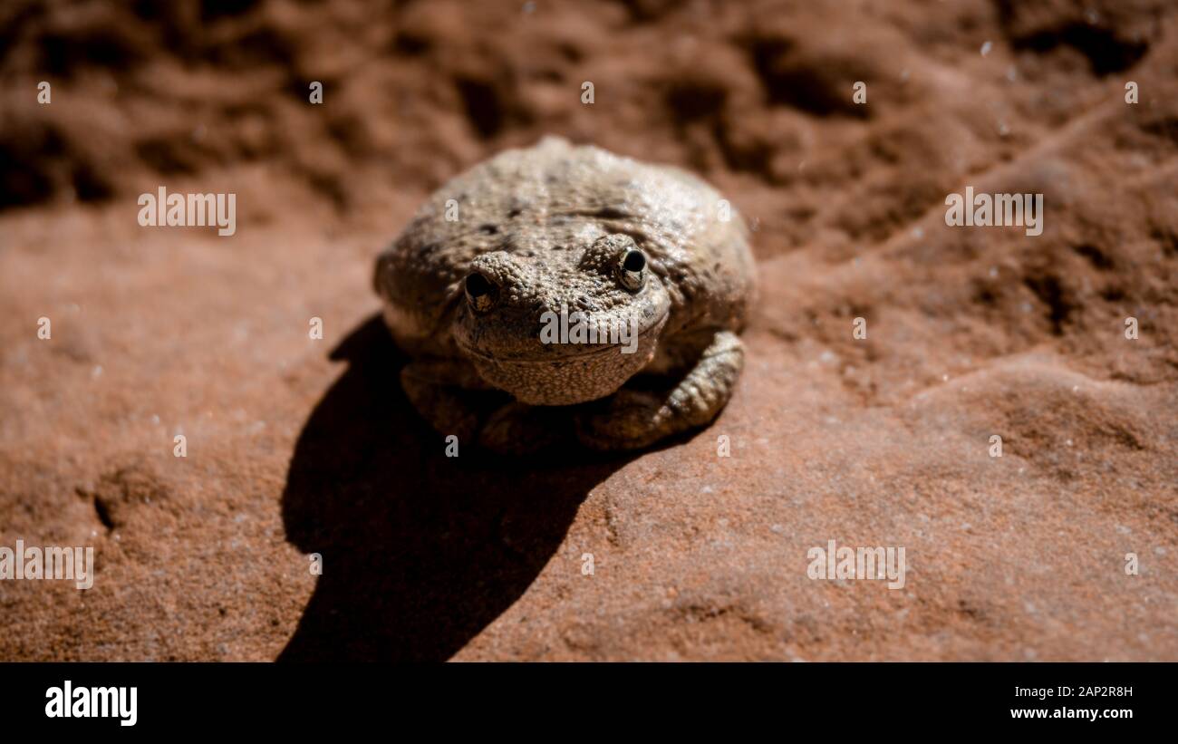 One canyon tree frog (Dryophytes arenicolor) on a rock in the Zion ...