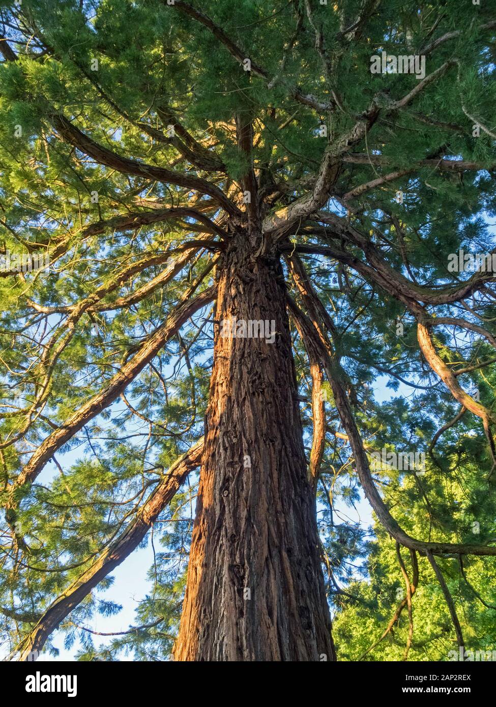 Mammoth tree hi-res stock photography and images - Alamy