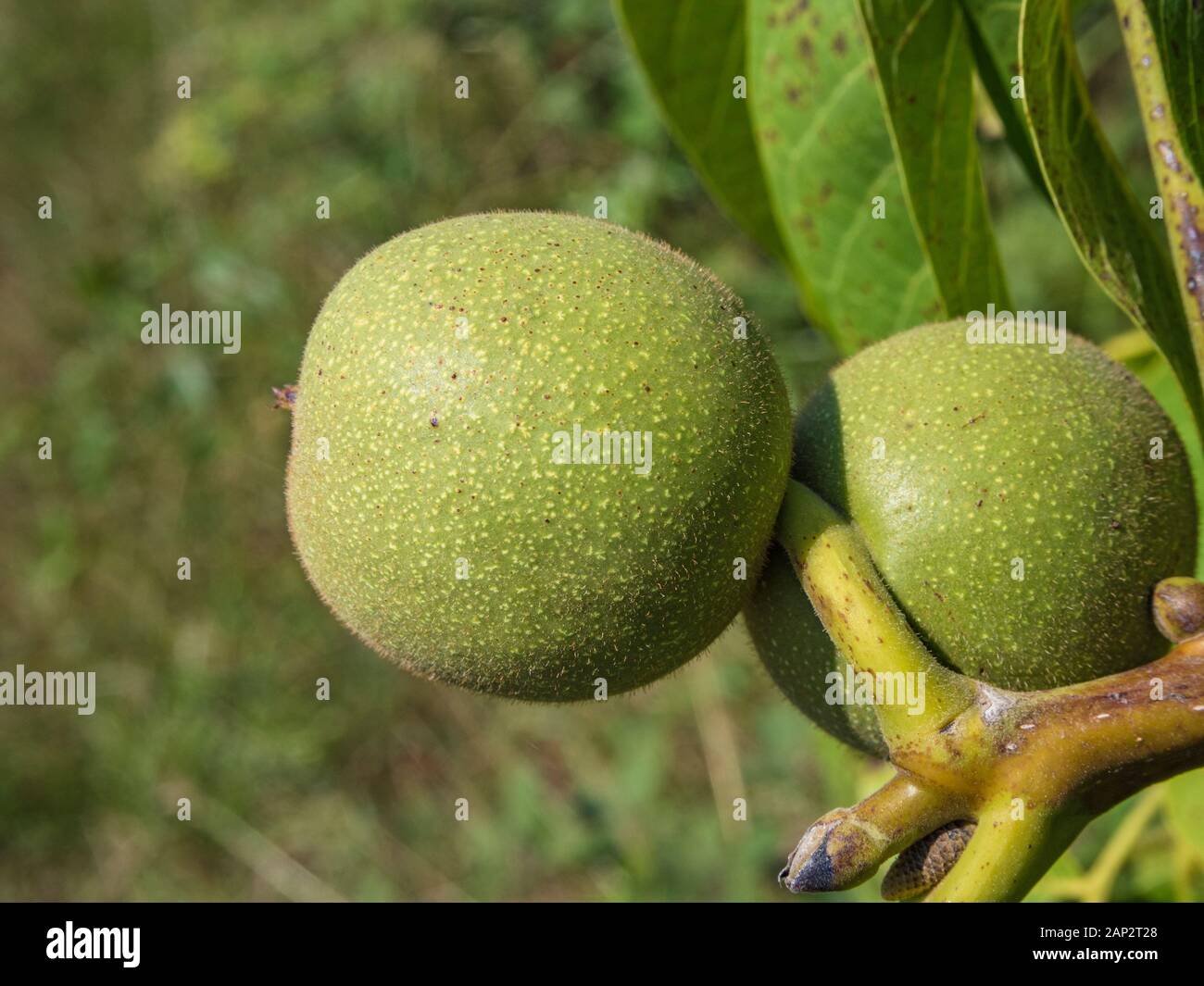 Walnut growing on a tree Stock Photo - Alamy