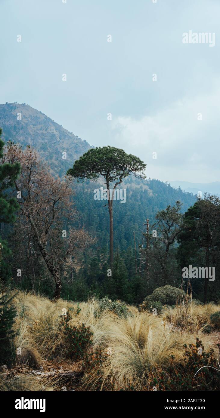Ajusco national park hi-res stock photography and images - Alamy