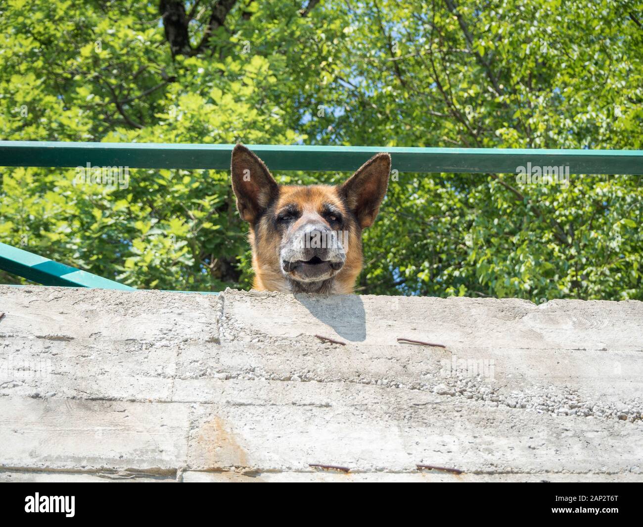 Junkyard dog hi-res stock photography and images - Alamy