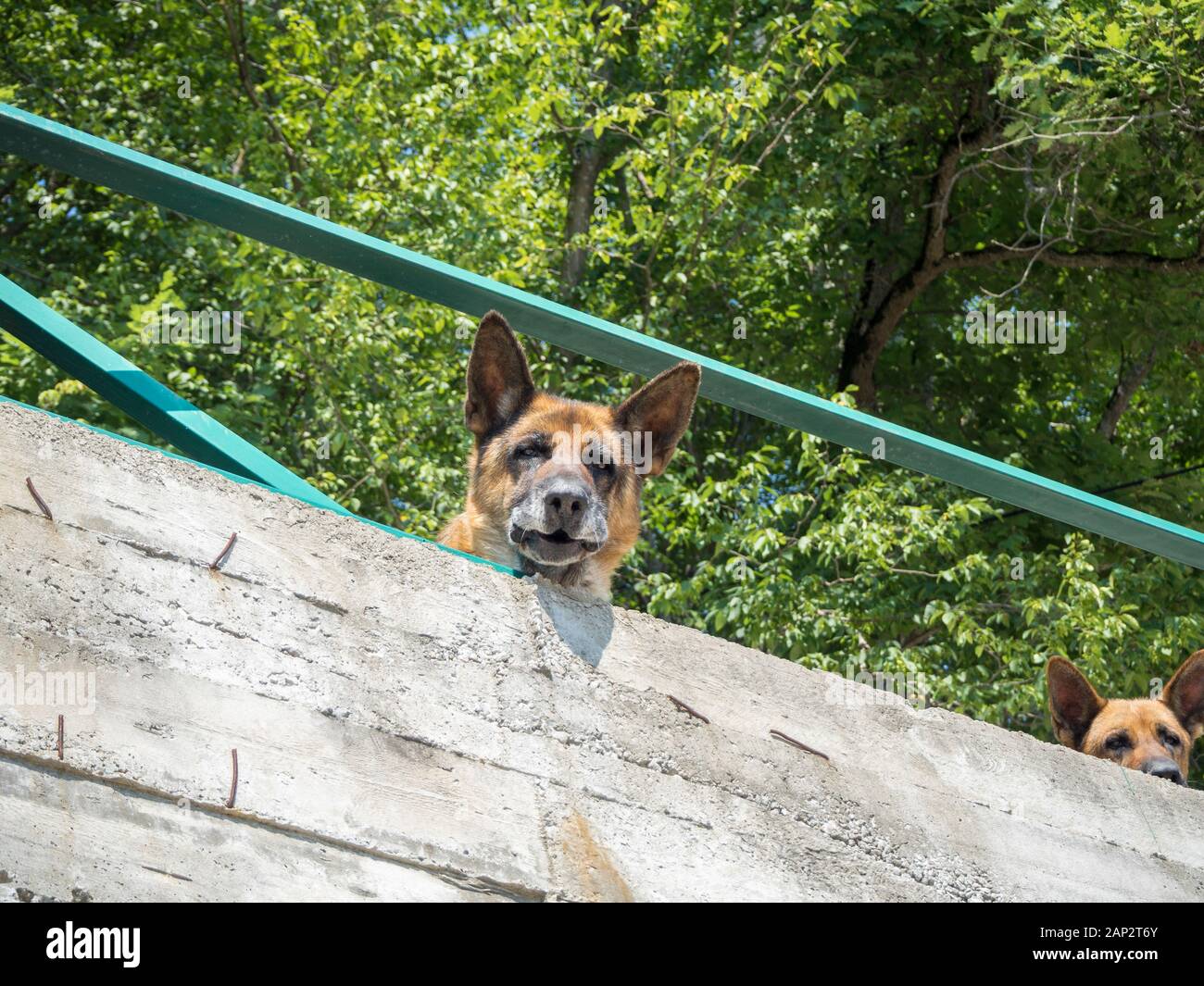 Junkyard dog hi-res stock photography and images - Alamy
