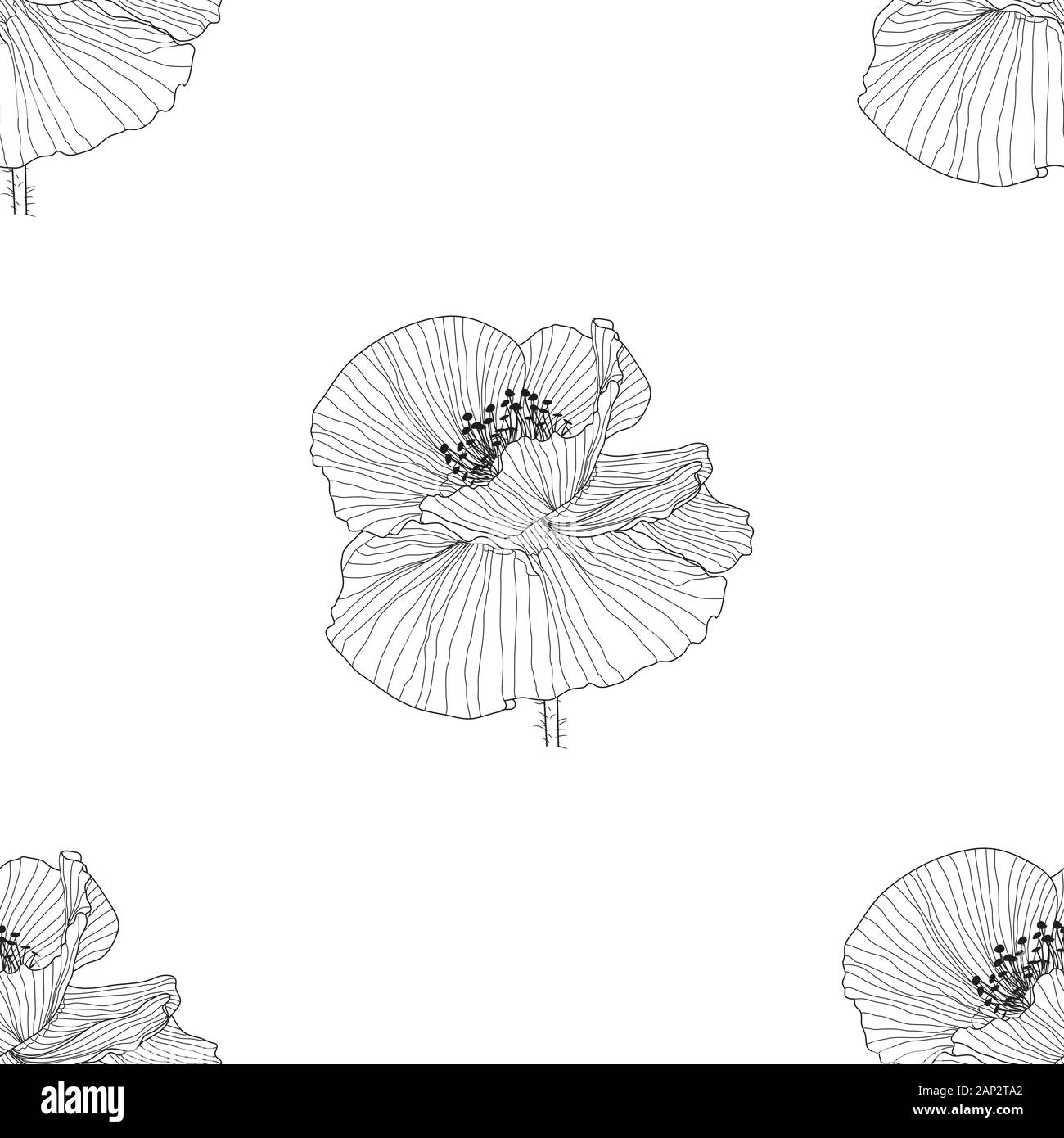 California poppy flowers drawn and sketch with line-art on white ...
