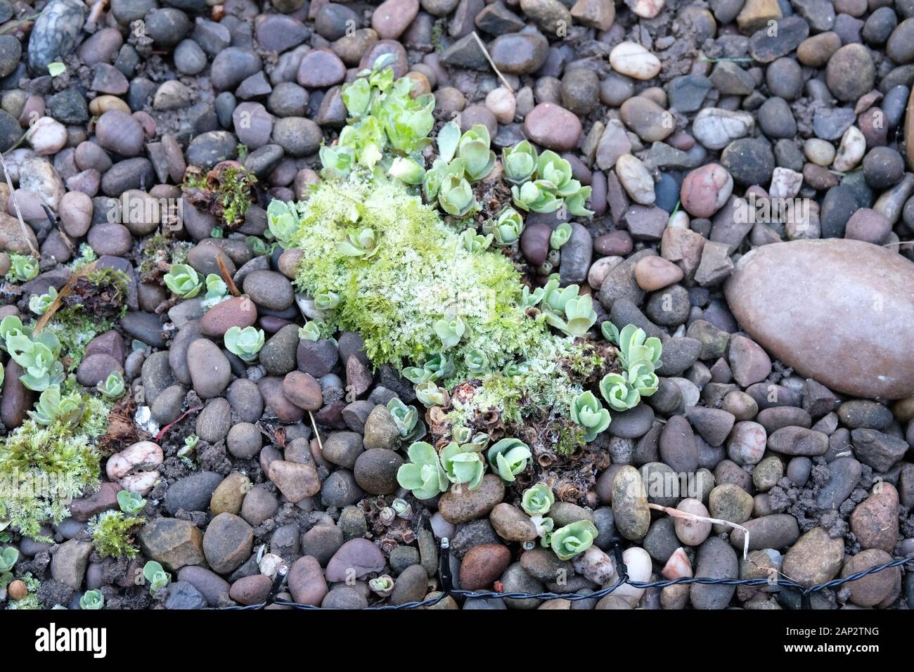 New Sedum plant shoots emerging in spring Stock Photo - Alamy