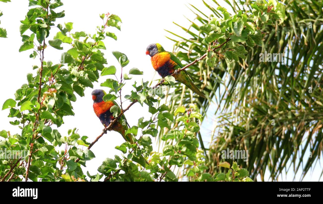 Parrot eating nectar hi-res stock photography and images - Alamy