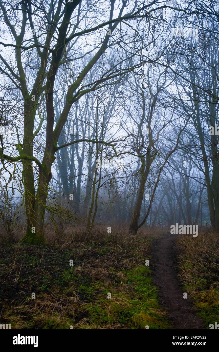 Magic tree enchanted wood forest mystical magical england hi-res stock ...