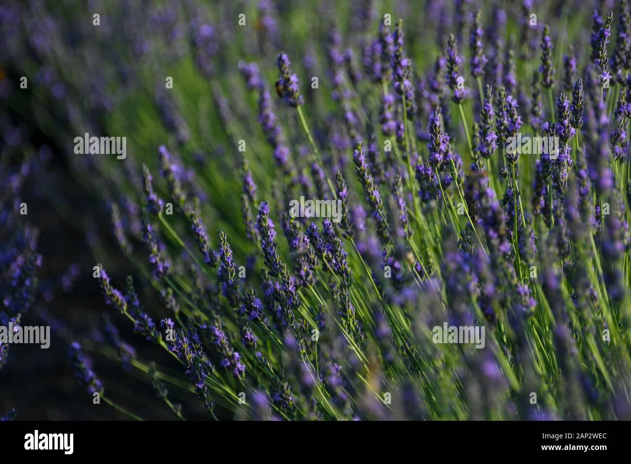 endless flowering Lavender fields. Photographed in the Golan Heights ...
