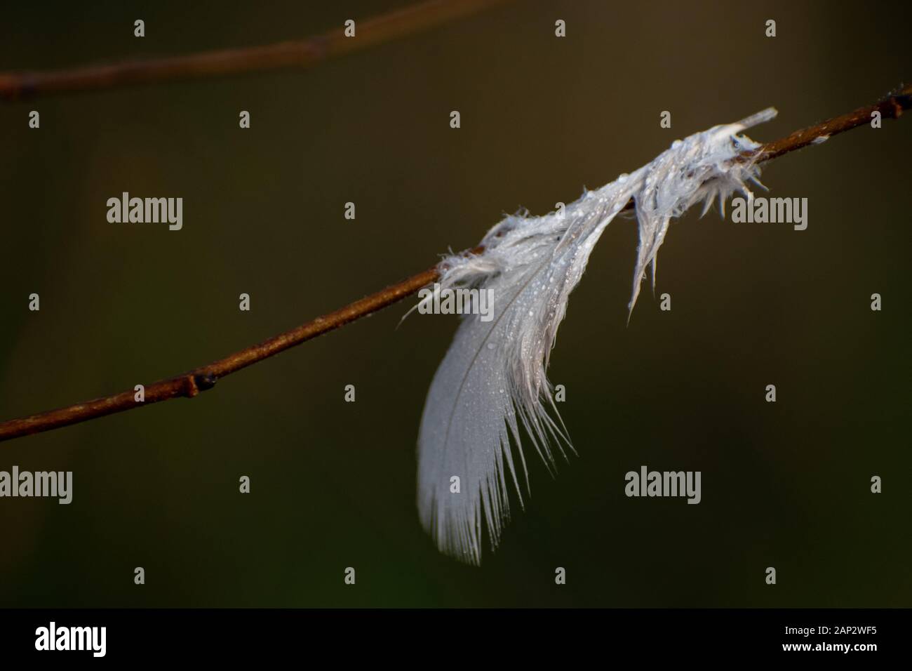 Small white feather hi-res stock photography and images - Alamy