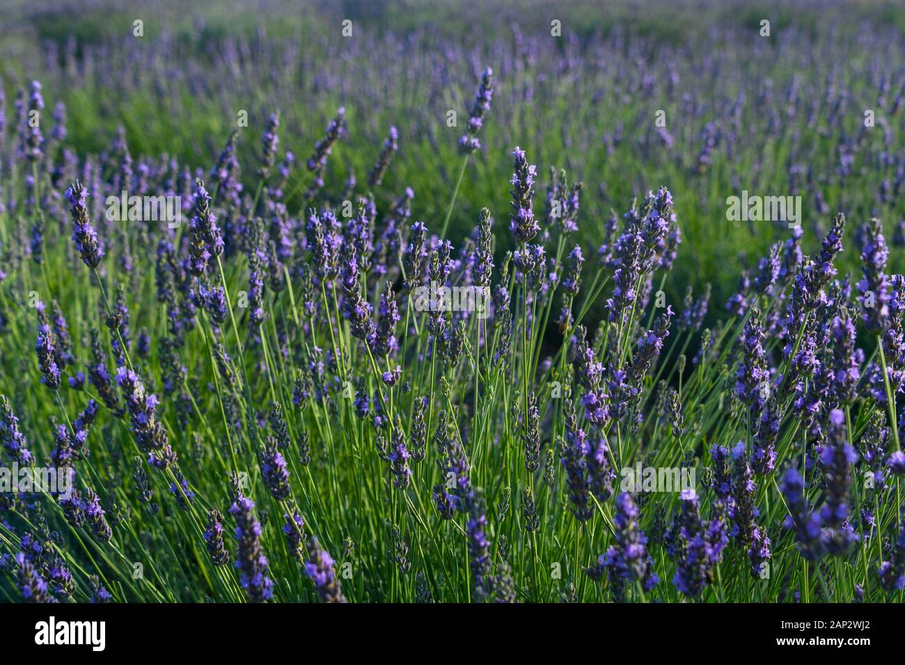 endless flowering Lavender fields. Photographed in the Golan Heights ...