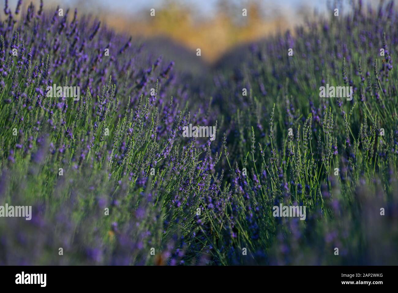 endless flowering Lavender fields. Photographed in the Golan Heights ...