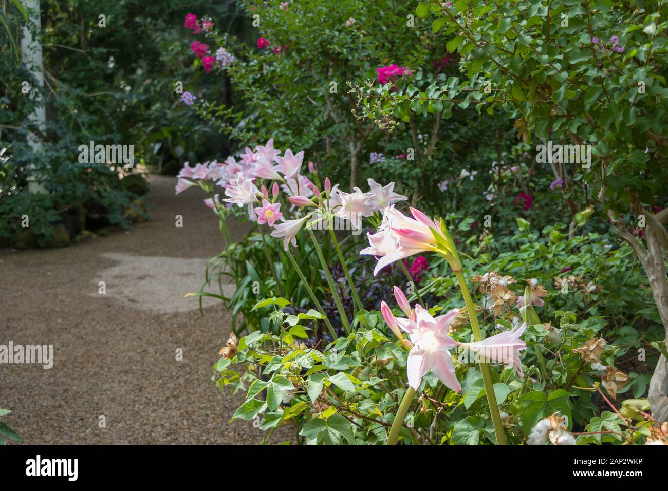 Botanical garden in Vienna with a tropical plants and trees, Austria ...