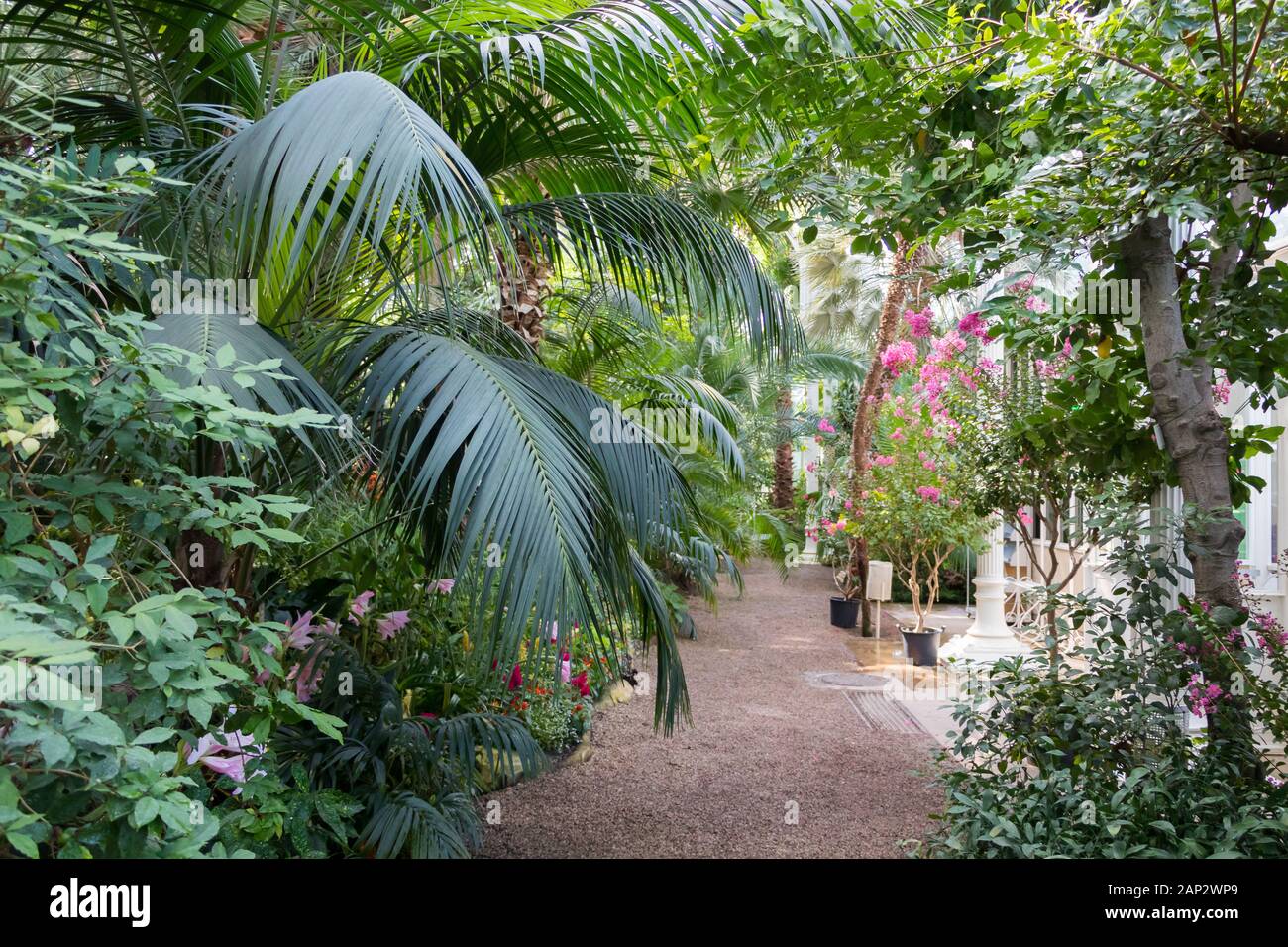 Palm tree greenhouse palmenhaus in hi-res stock photography and images ...