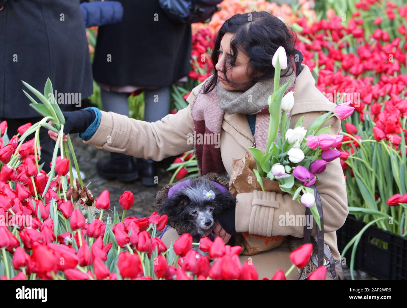 People attend National Tulip Day in front of the Royal Palace at the ...