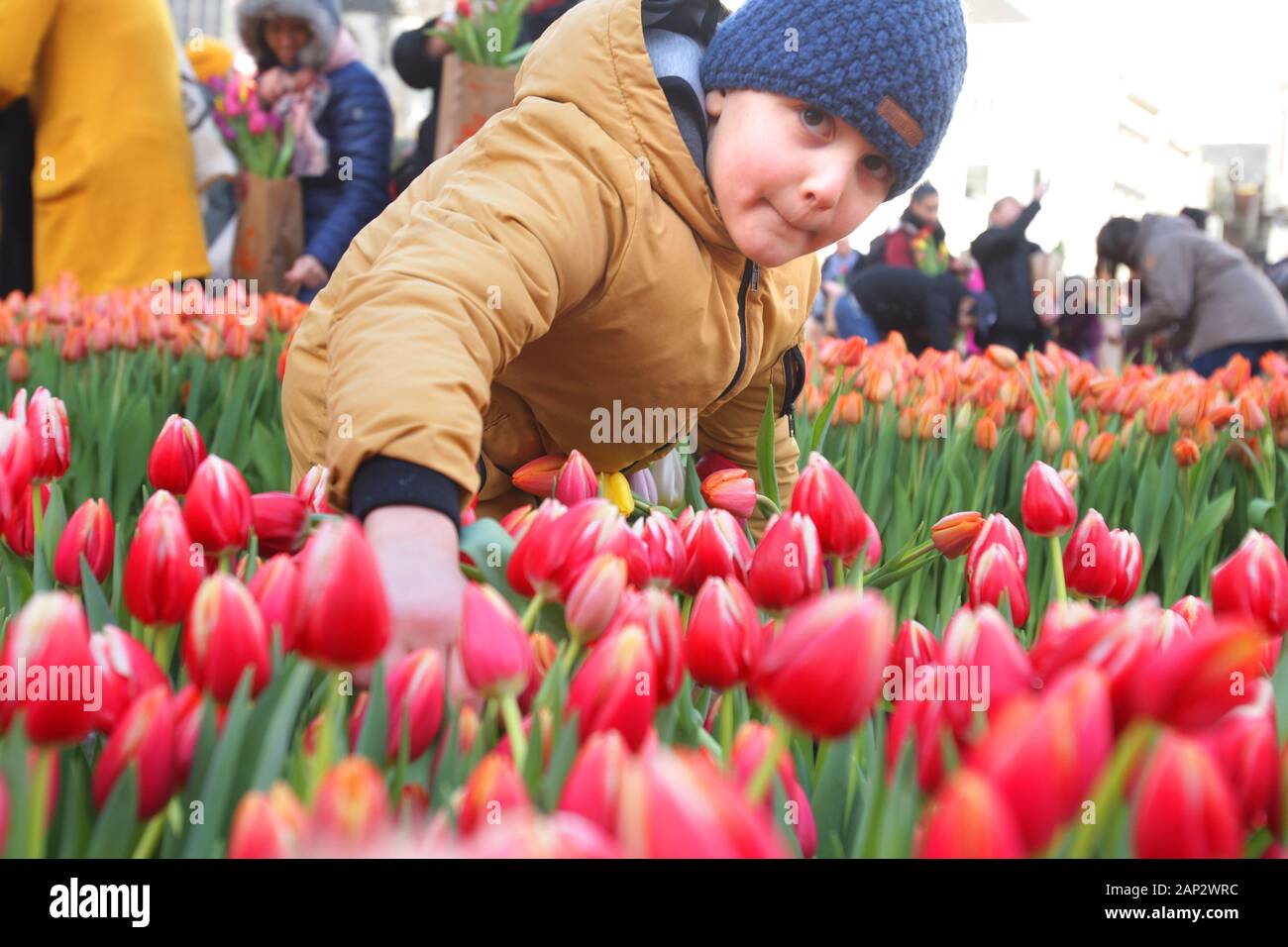 People attend National Tulip Day in front of the Royal Palace at the ...
