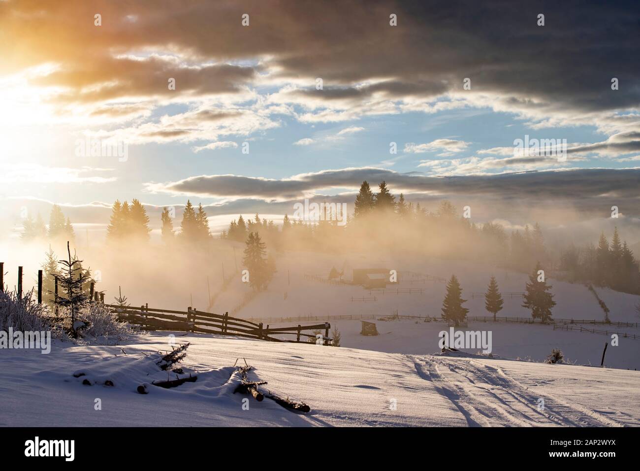 Fantastic winter landscape with snowy trees in the sunrise. Carpathian ...
