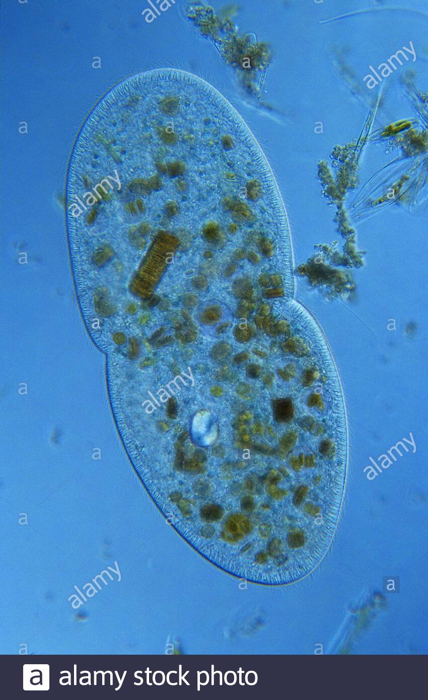 Ciliates Ciliata Stock Photos & Ciliates Ciliata Stock Images - Alamy